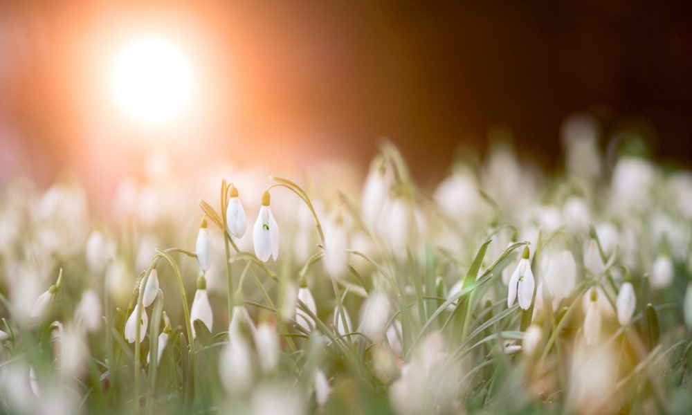 Home - Sacred Soul Studio